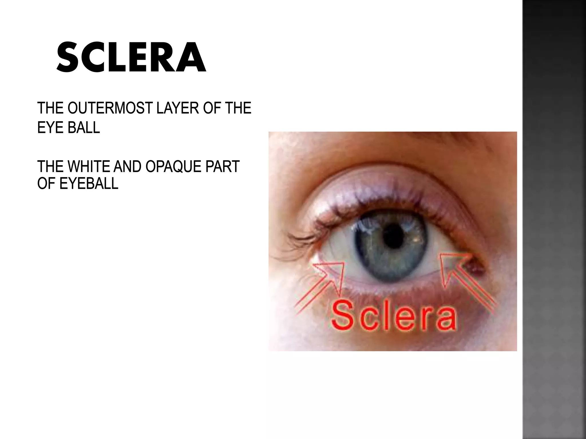 Ocular anatomy | PPT