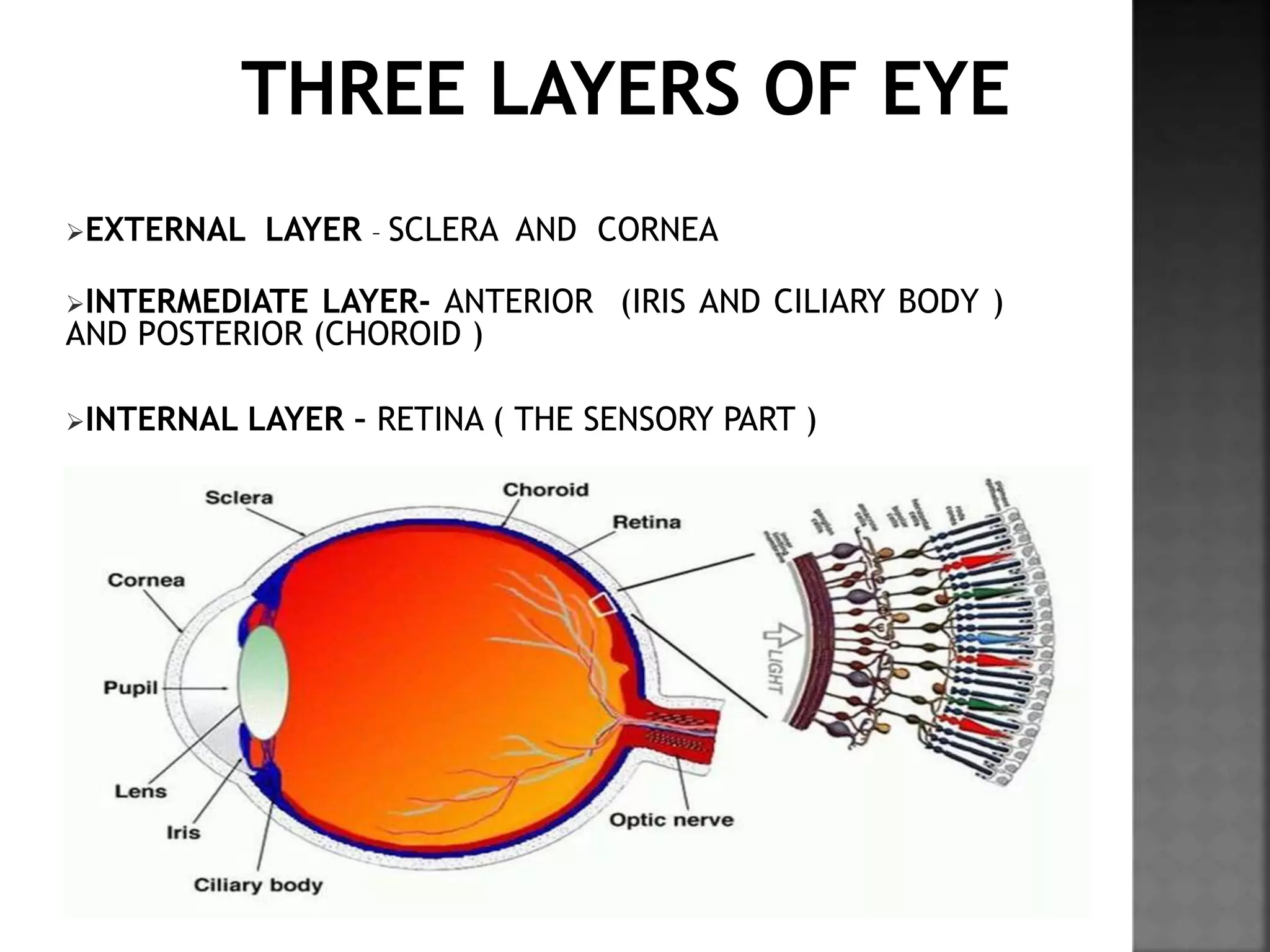 Ocular anatomy | PPT