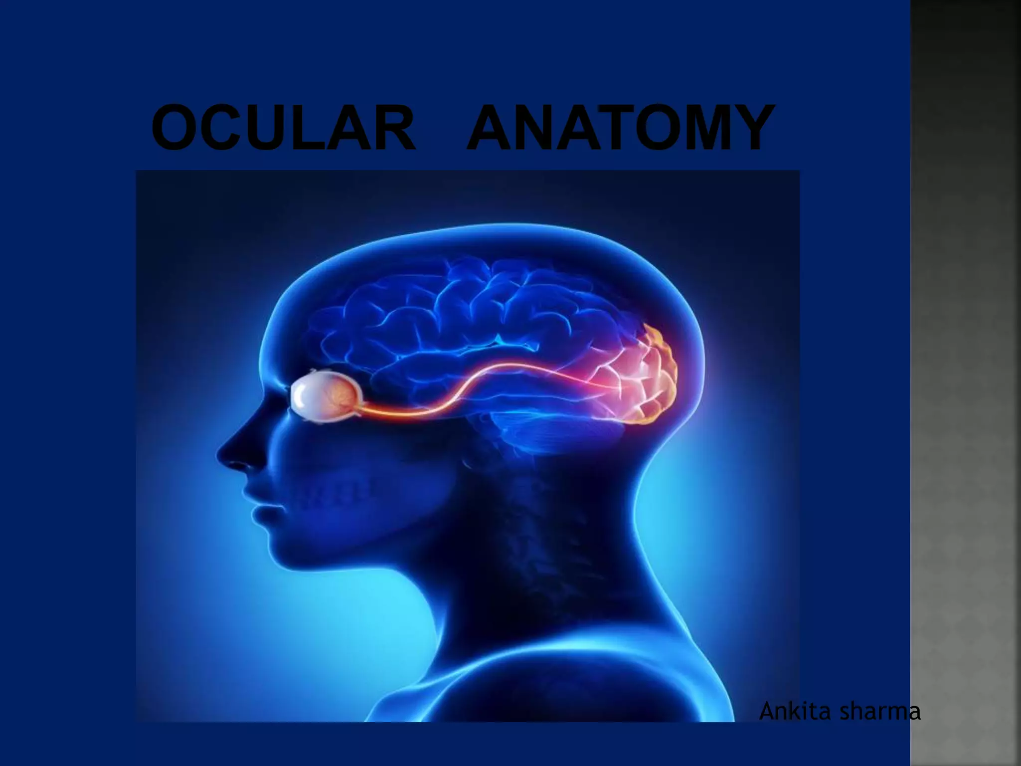 Ocular anatomy | PPT