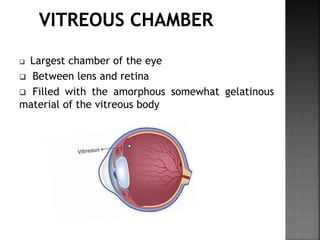 Ocular anatomy | PPT