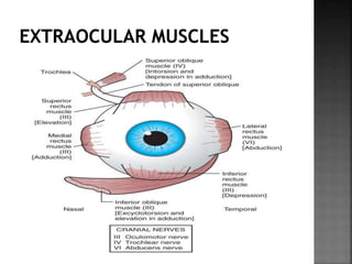 Ocular anatomy | PPT
