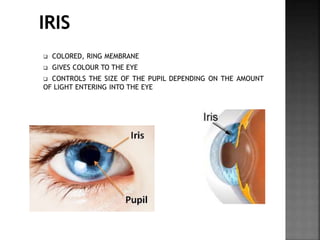 Ocular anatomy | PPT