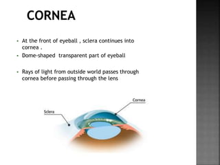 Ocular anatomy | PPT