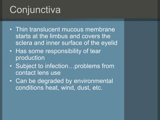 Ocular Anatomy.ppt