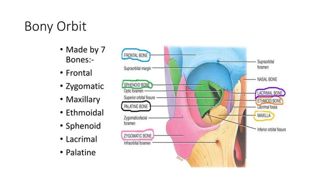 ocular_anatomy.pptx