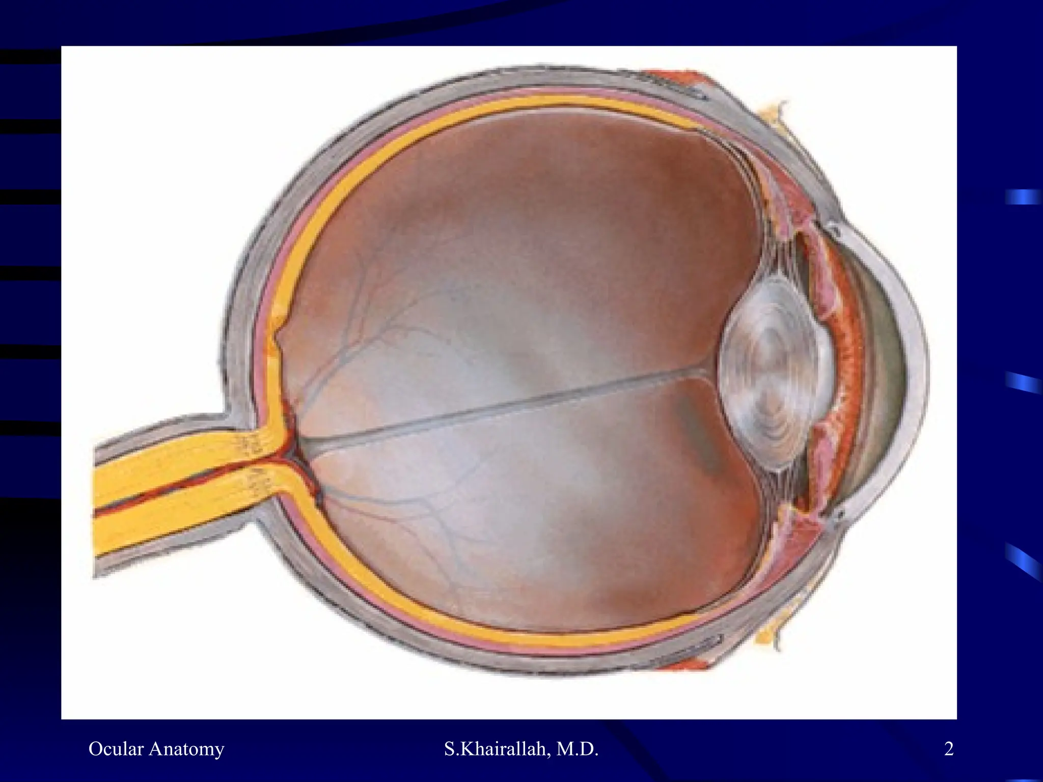 understand basic eye anatomy for undergraduates.ppt