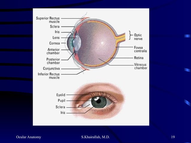 understand basic eye anatomy for undergraduates.ppt
