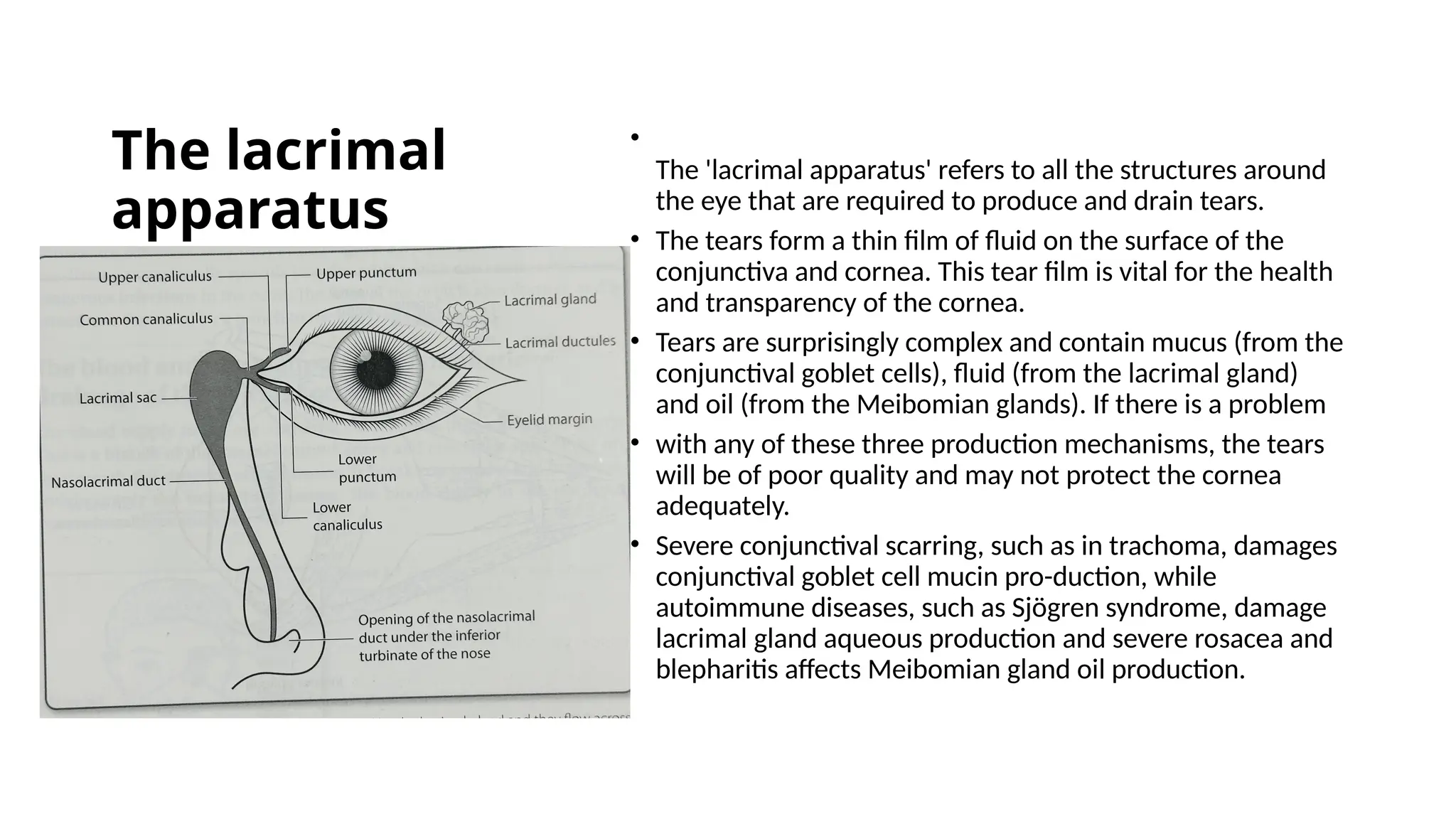 Ocular Anatomy latest Opthalmology .pptx