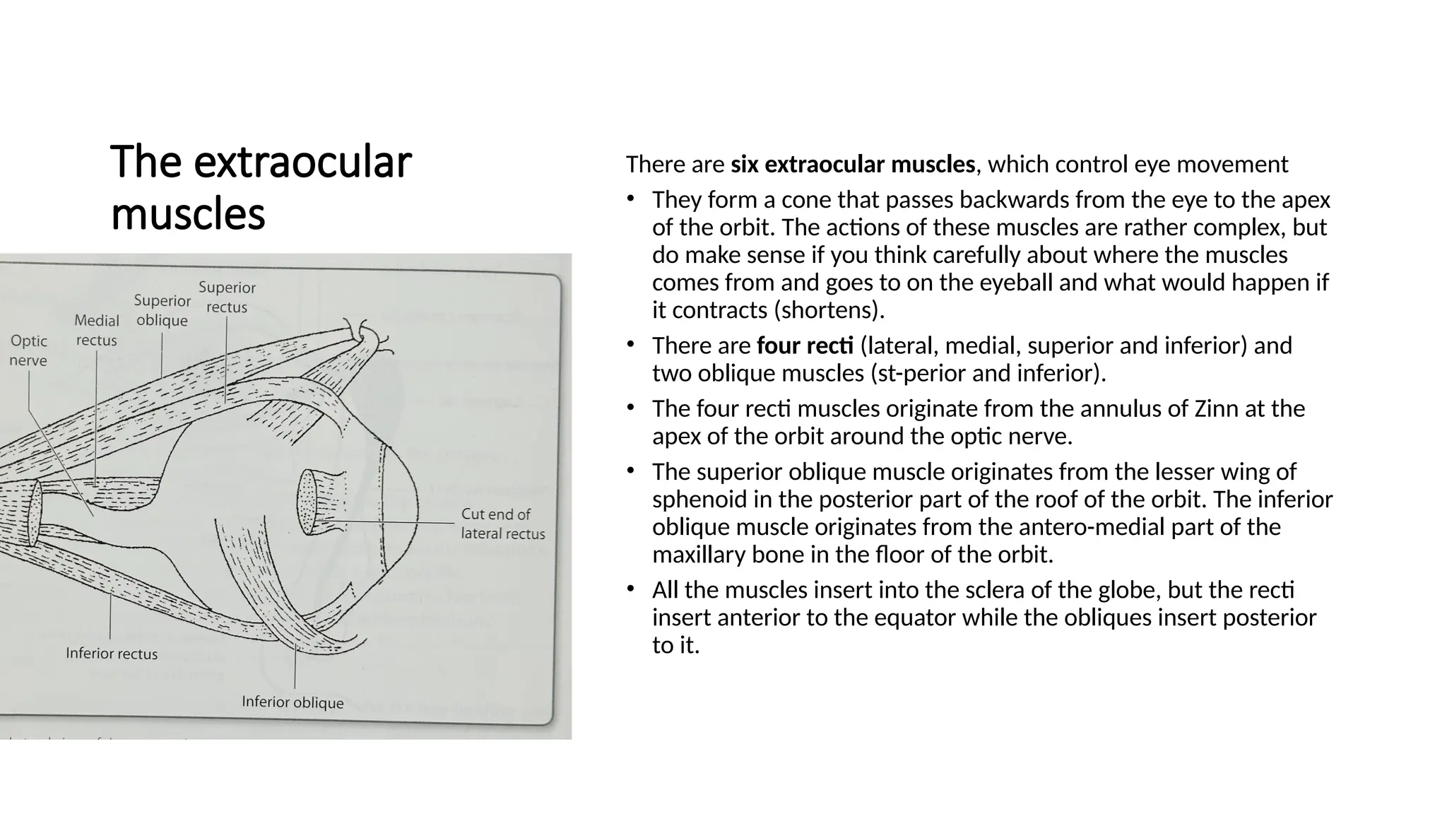 Ocular Anatomy latest Opthalmology .pptx