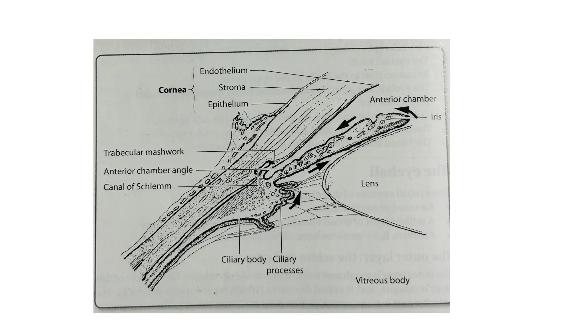 Ocular Anatomy latest Opthalmology .pptx