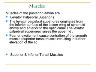 OCULAR APPENDAGES.ocular anatomy in very easy way | PPT