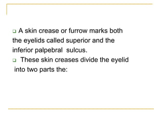 OCULAR APPENDAGES.ocular anatomy in very easy way | PPT