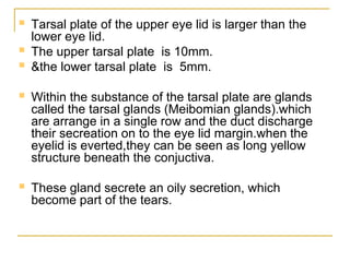 OCULAR APPENDAGES.ocular anatomy in very easy way | PPT