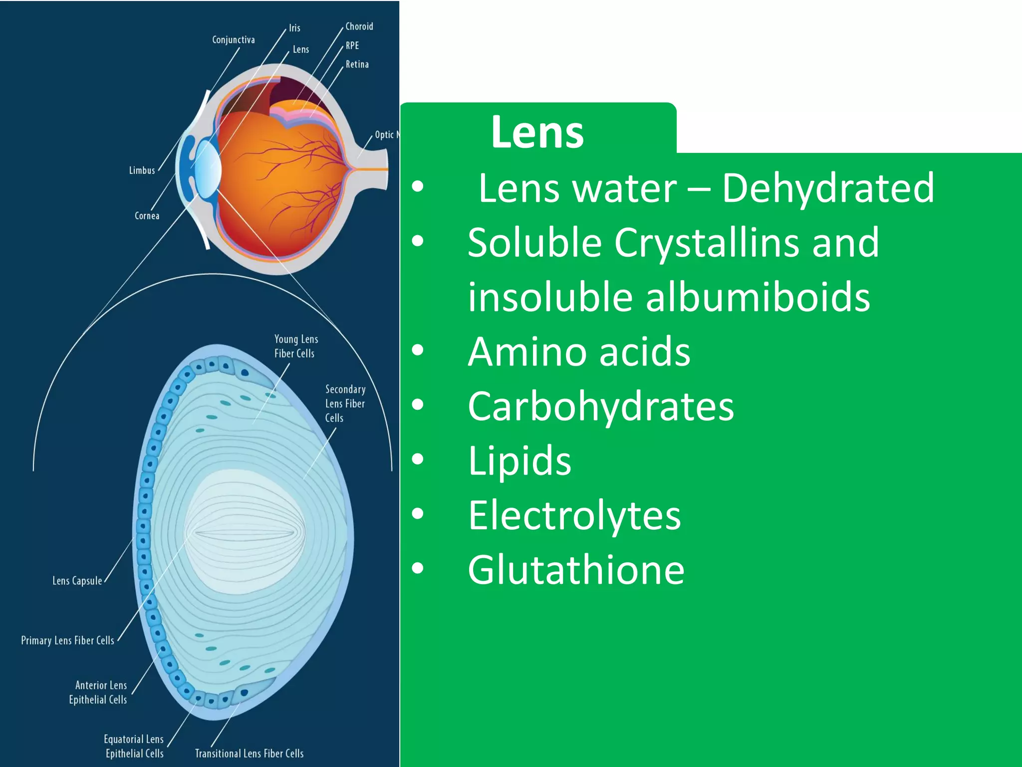 Ocular biochemistry | PDF