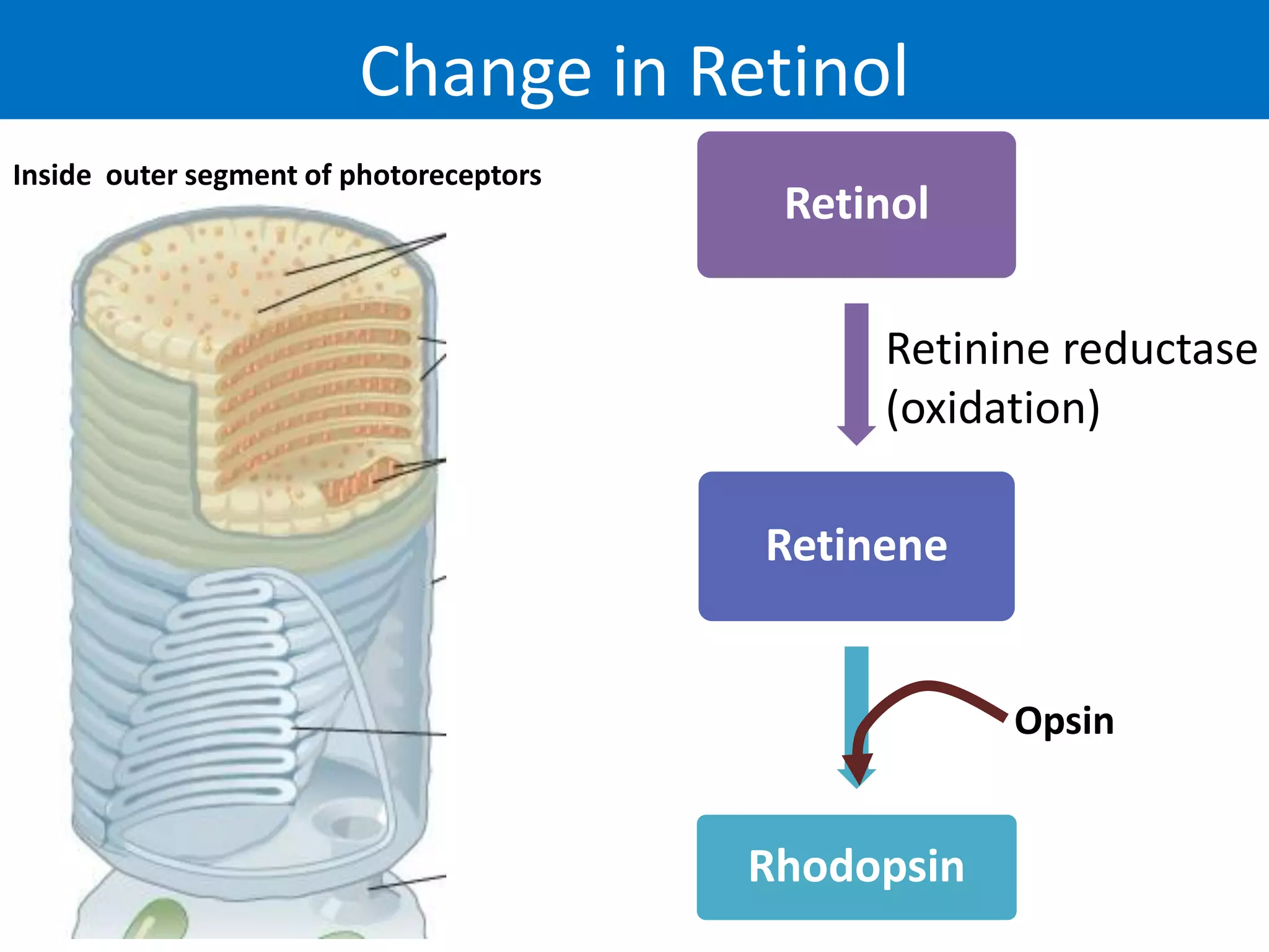 Ocular biochemistry | PDF