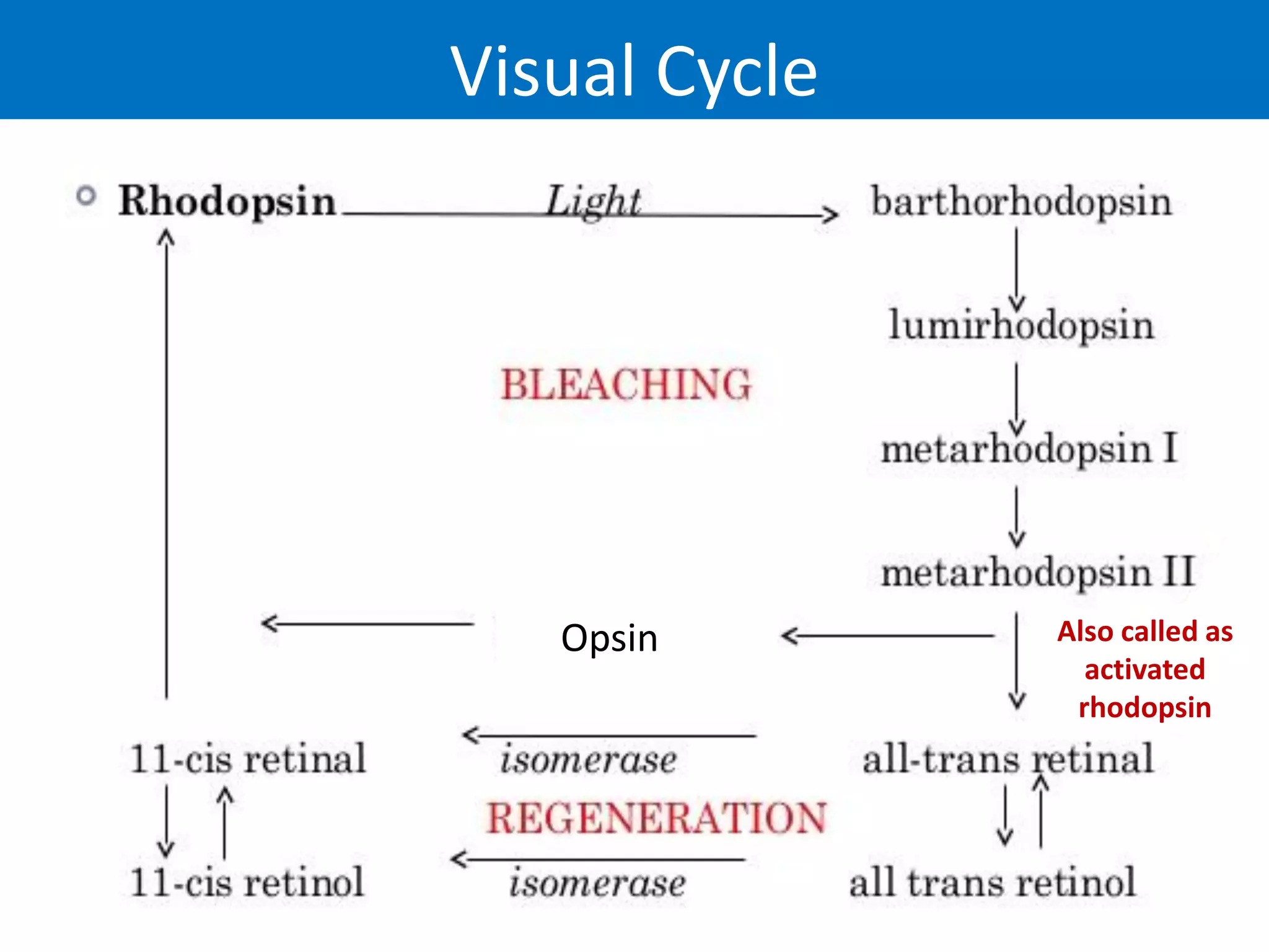 Ocular biochemistry | PDF