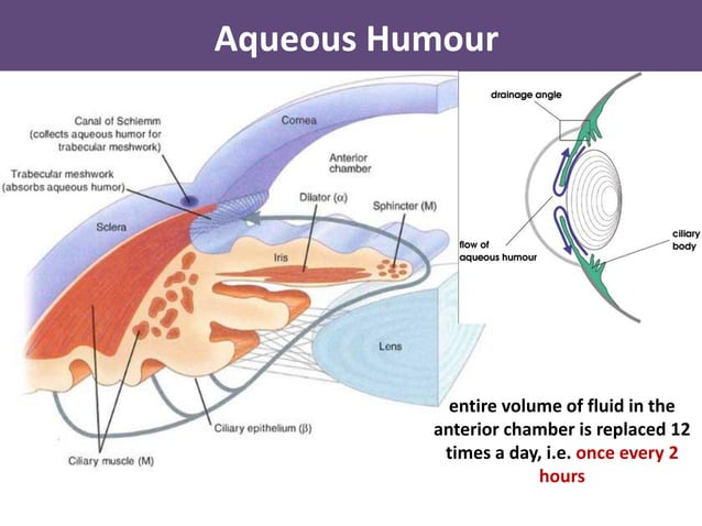 Ocular biochemistry | PDF | Eye and Vision Conditions | Diseases and ...