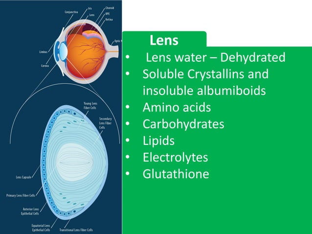 Ocular biochemistry | PDF | Eye and Vision Conditions | Diseases and ...
