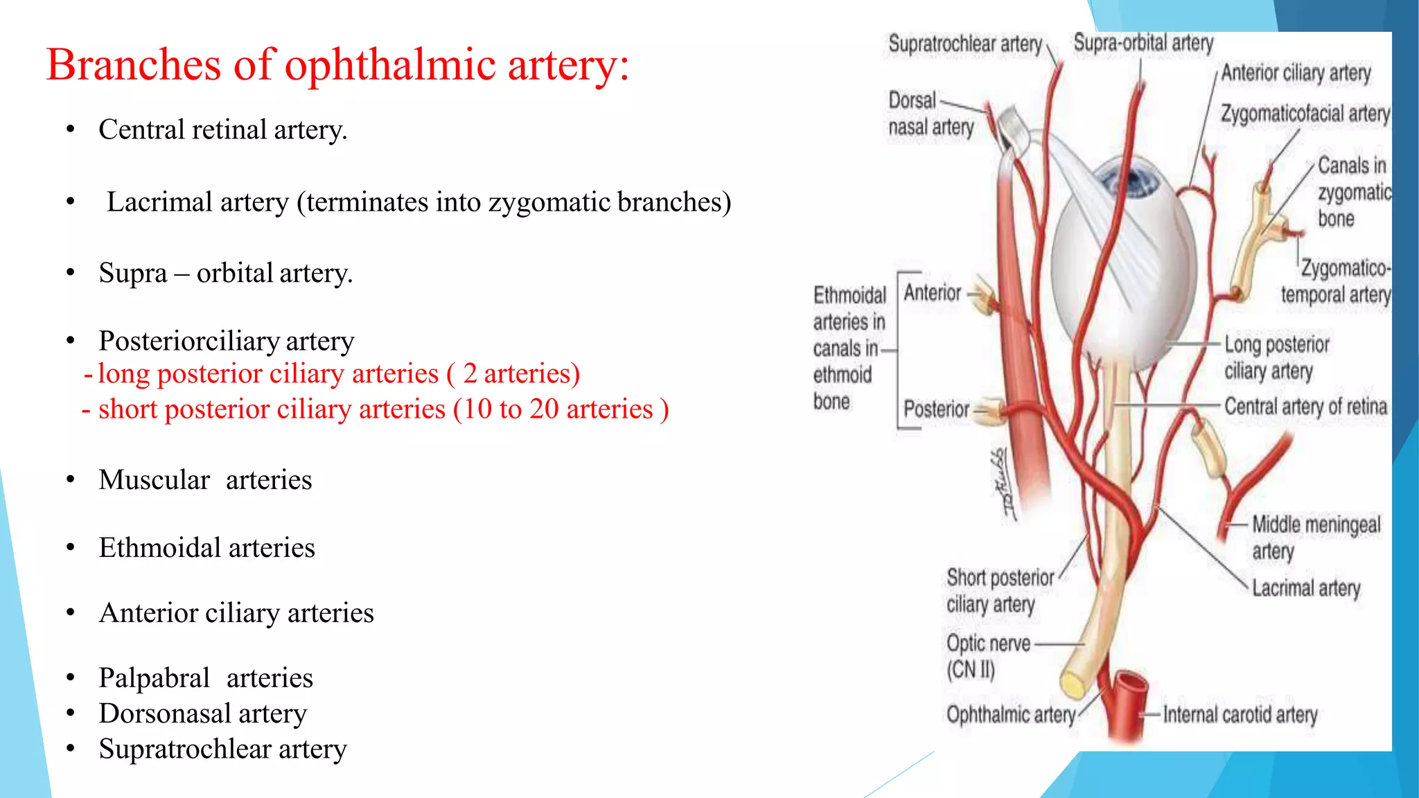 Ocular blood flow in glaucoma | PPTX