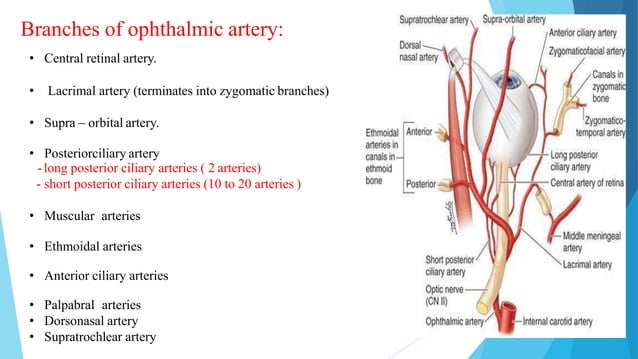 Ocular blood flow in glaucoma | PPTX | Eye and Vision Conditions ...