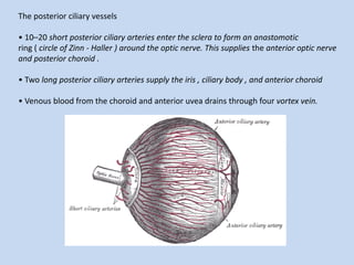 ocularcirculation-190320015309.pdf | Eye and Vision Conditions ...