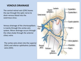 ocularcirculation-190320015309.pdf | Eye and Vision Conditions ...