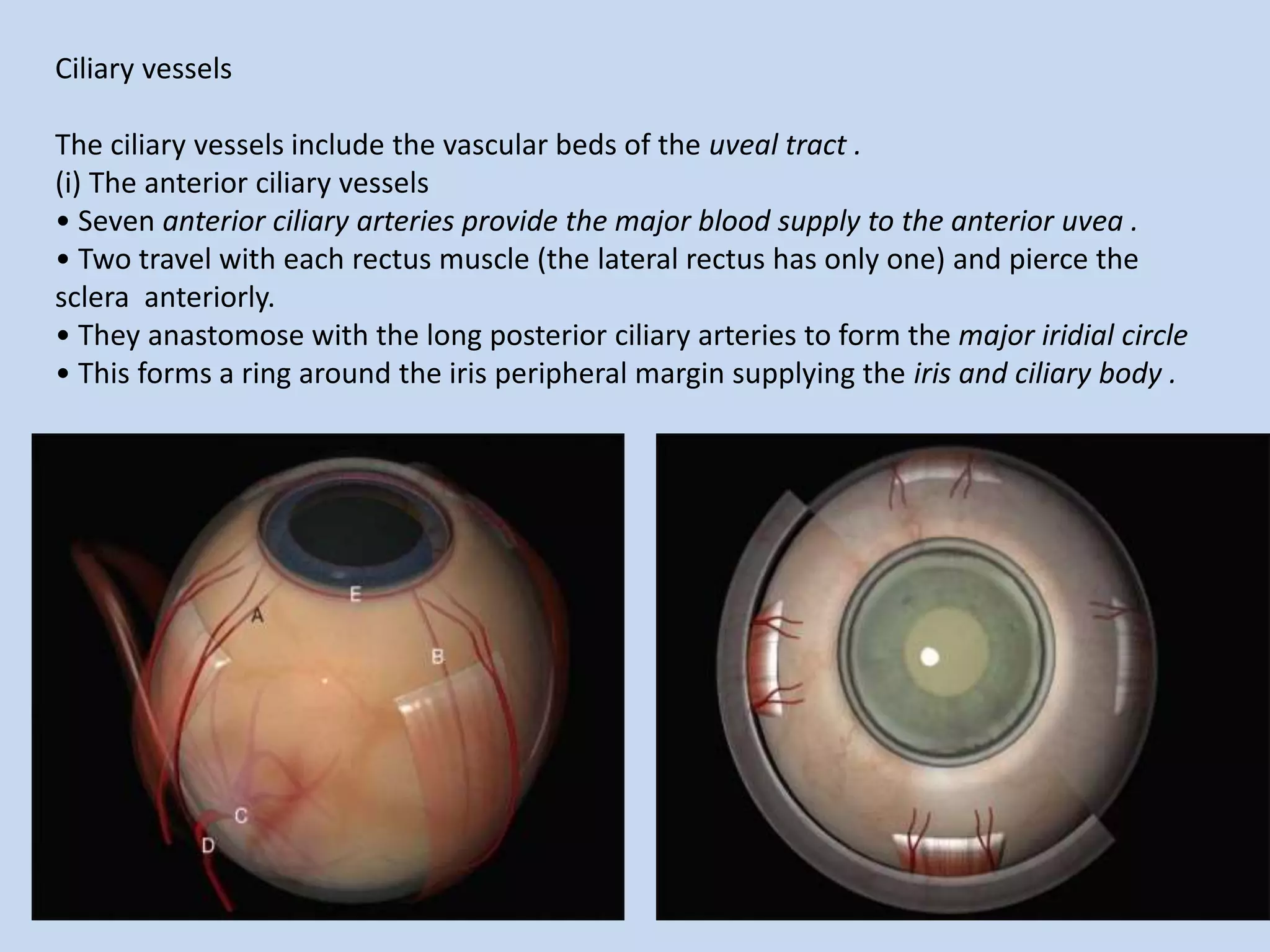 Ocular circulation | PPTX
