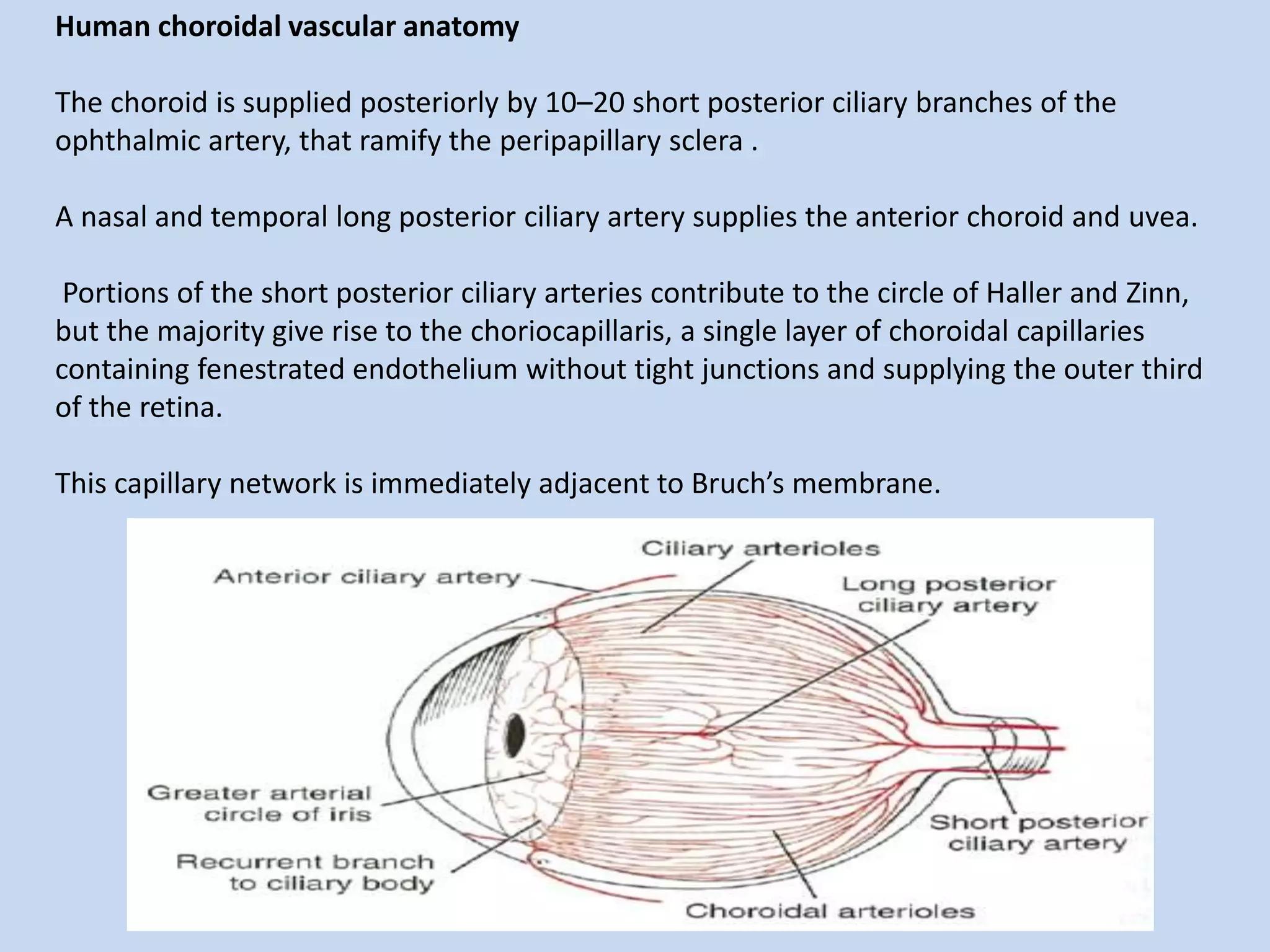 Ocular circulation | PPTX