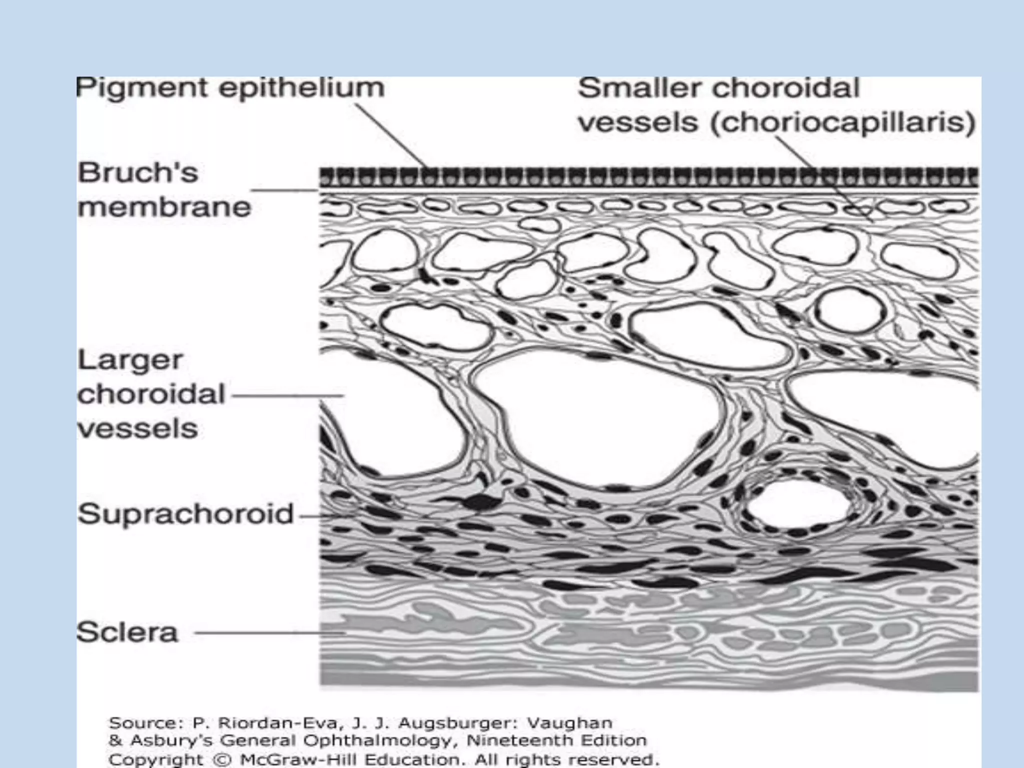 Ocular circulation | PPTX
