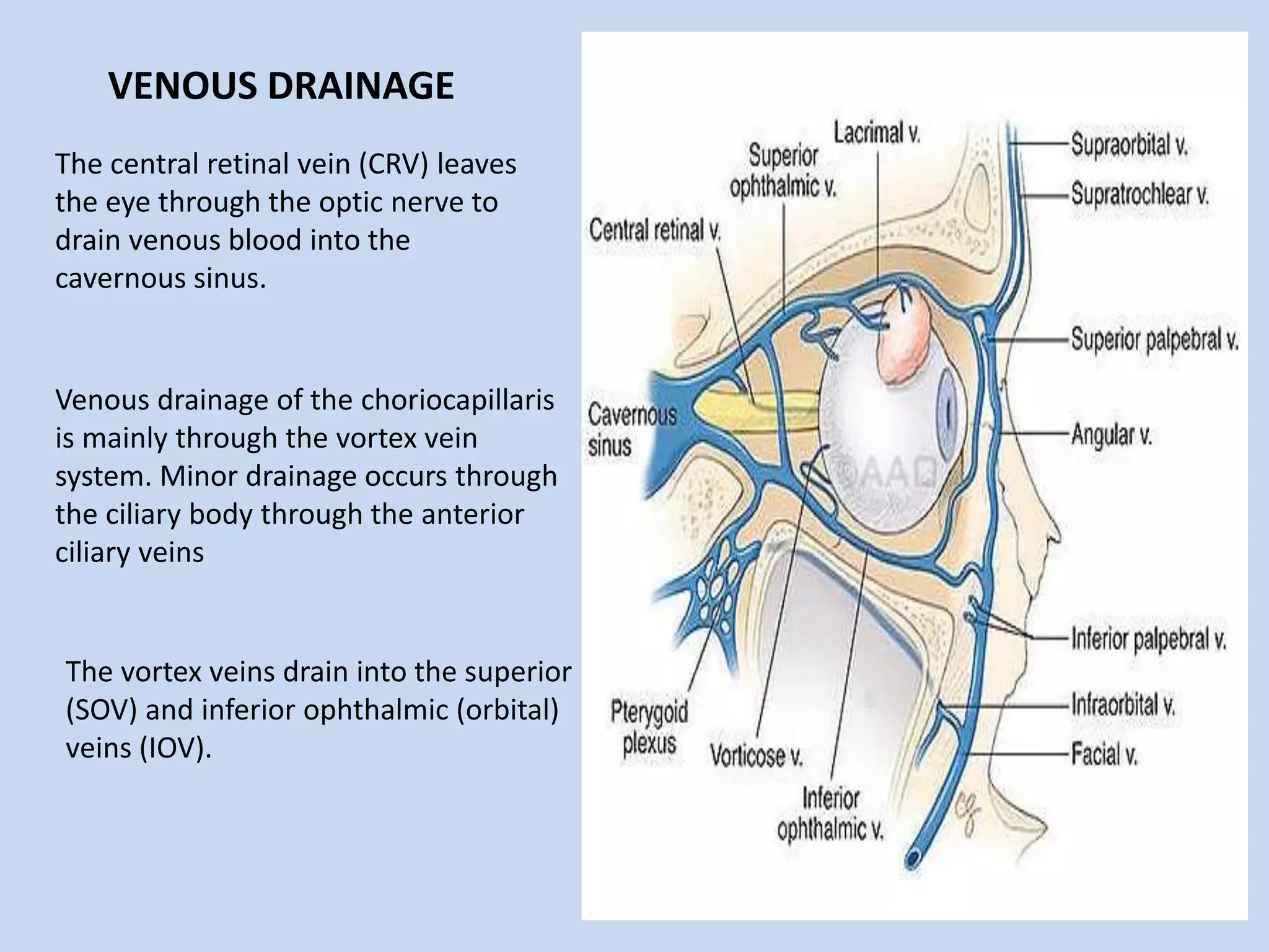 Ocular circulation | PPTX