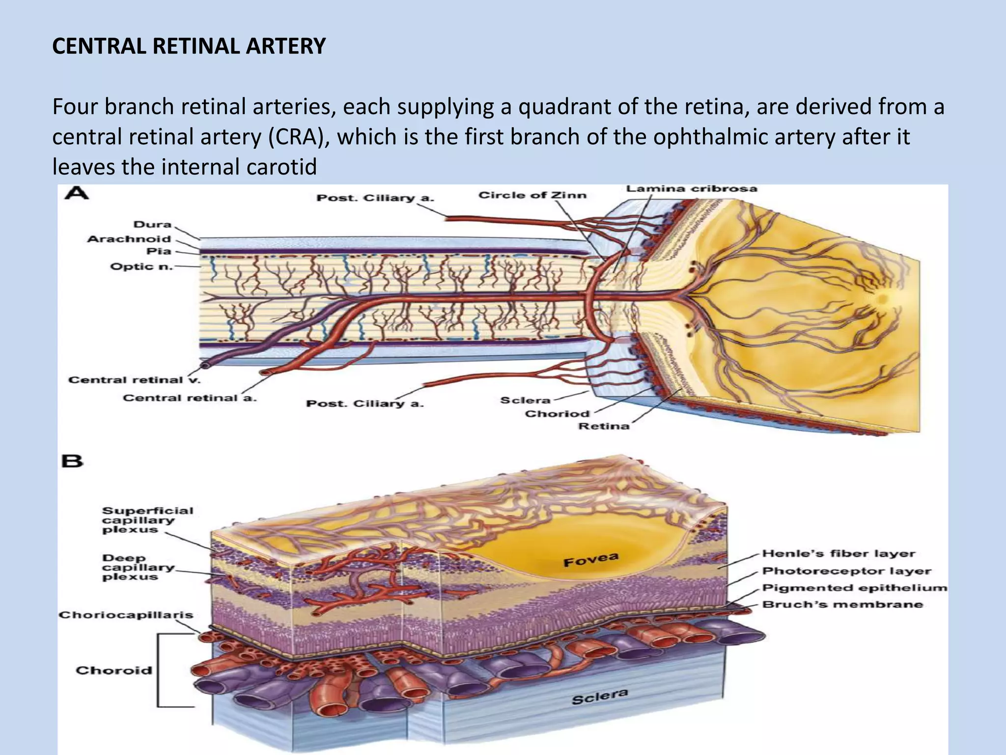 Ocular circulation | PPTX