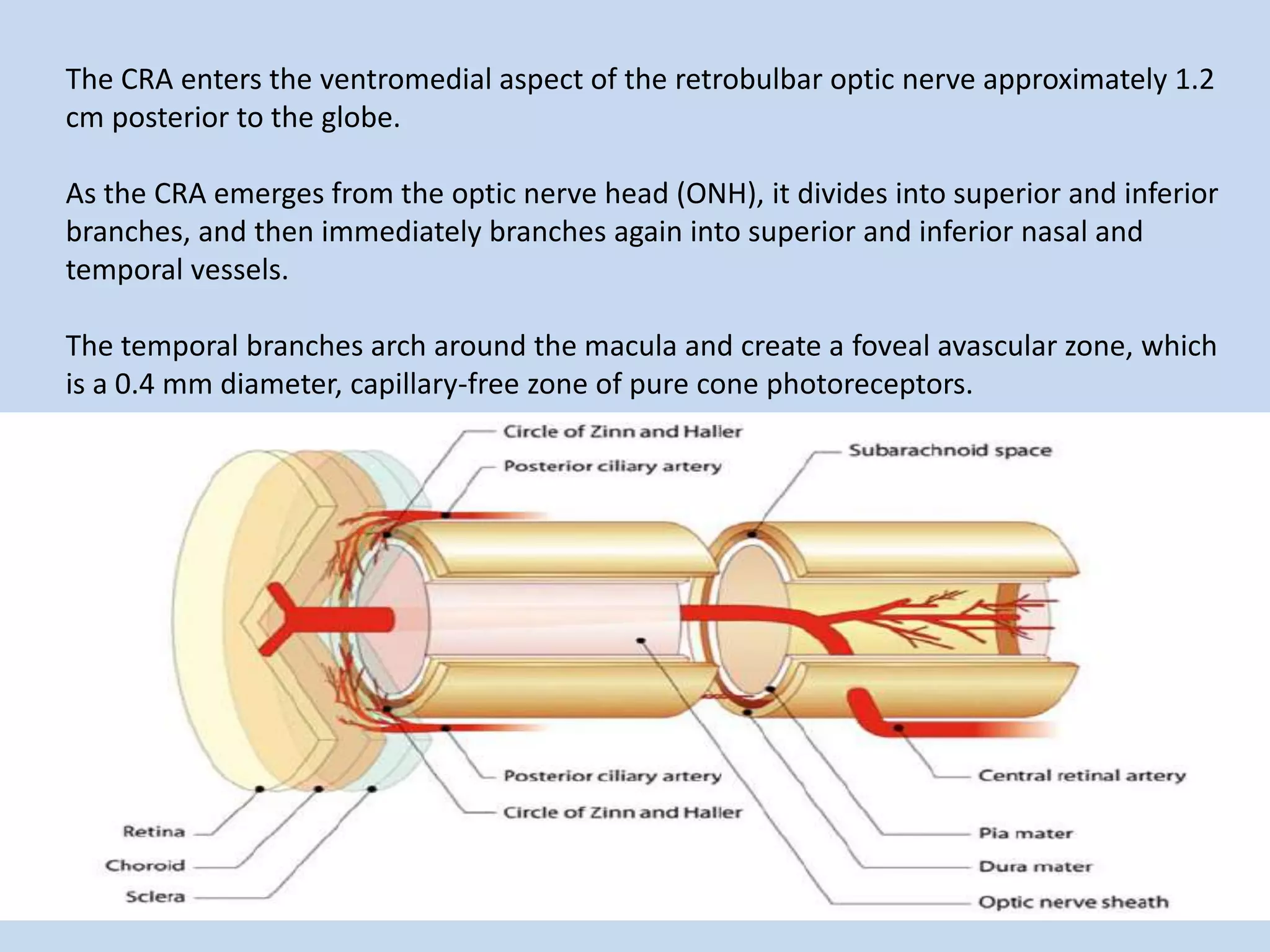 Ocular circulation | PPTX