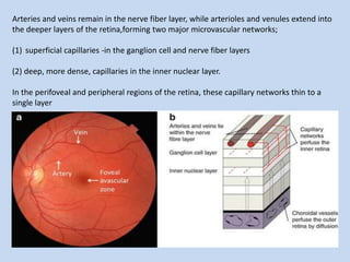 Ocular circulation | PPTX | Eye and Vision Conditions | Diseases and ...