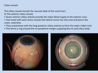 Ocular circulation | PPTX | Eye and Vision Conditions | Diseases and ...