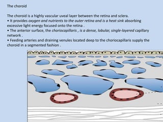 Ocular circulation | PPTX | Eye and Vision Conditions | Diseases and ...