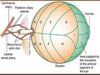 Ocular circulation | PPTX | Eye and Vision Conditions | Diseases and ...