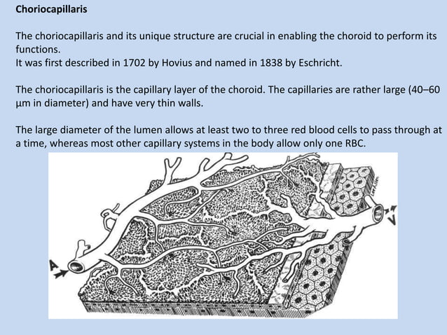 Ocular circulation | PPTX | Eye and Vision Conditions | Diseases and ...