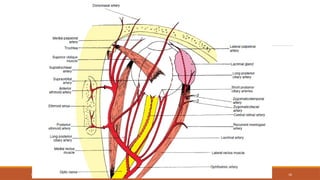 OCULAR CIRCULATION, arterial supply and venous drainage of the eye.pptx