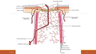 OCULAR CIRCULATION, arterial supply and venous drainage of the eye.pptx