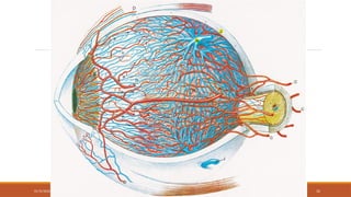 OCULAR CIRCULATION, arterial supply and venous drainage of the eye.pptx