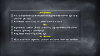 Ocular drug delivery | PPTX | Eye and Vision Conditions | Diseases and ...
