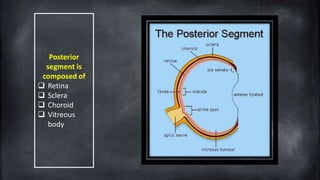 Ocular drug delivery | PPTX | Eye and Vision Conditions | Diseases and ...