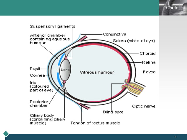 Ocular drug delivery ppt | PPTX | Eye and Vision Conditions | Diseases ...