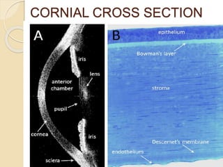 Ocular Drug Delivery System.pptx