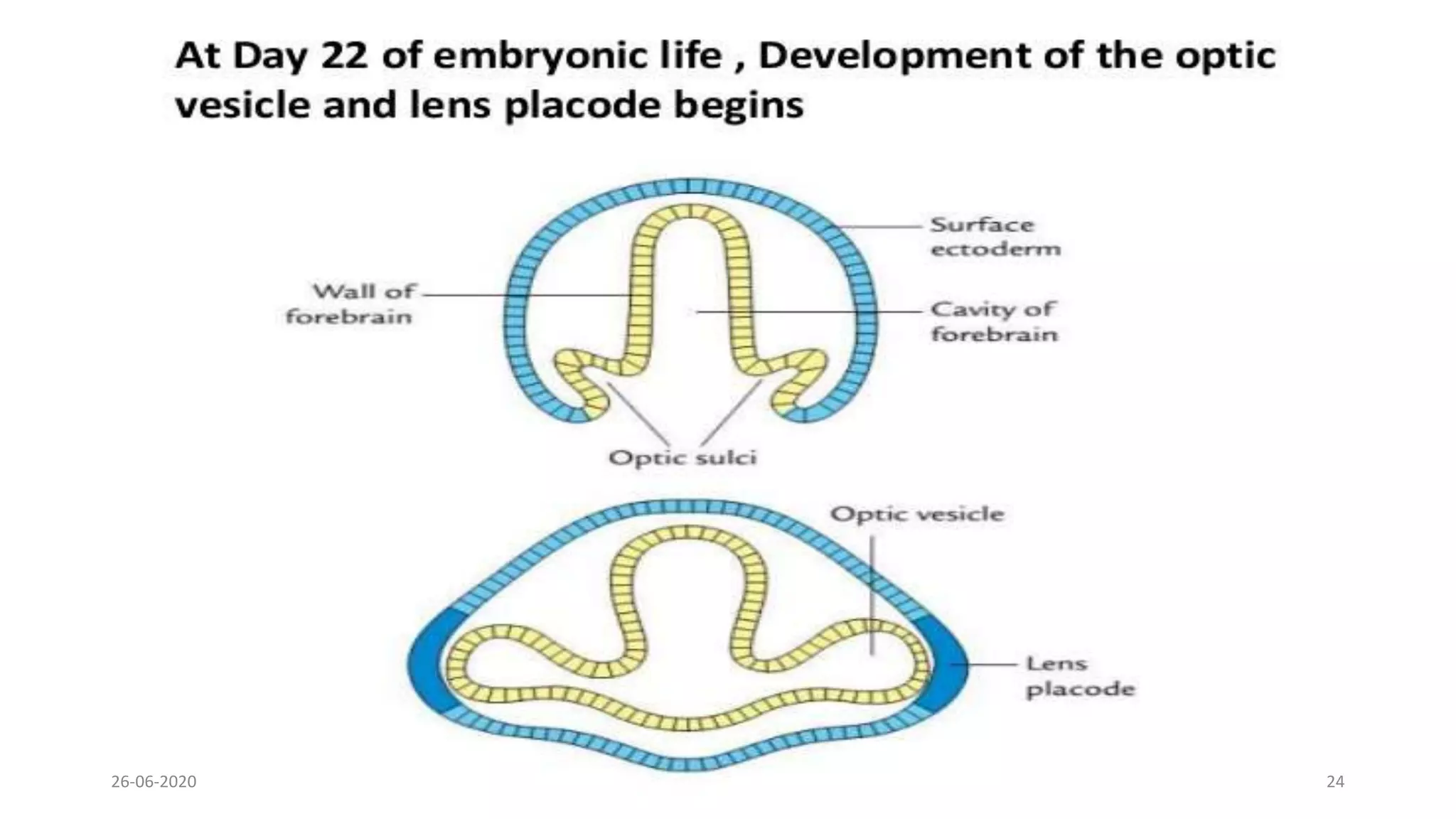 Ocular embryology | PPTX