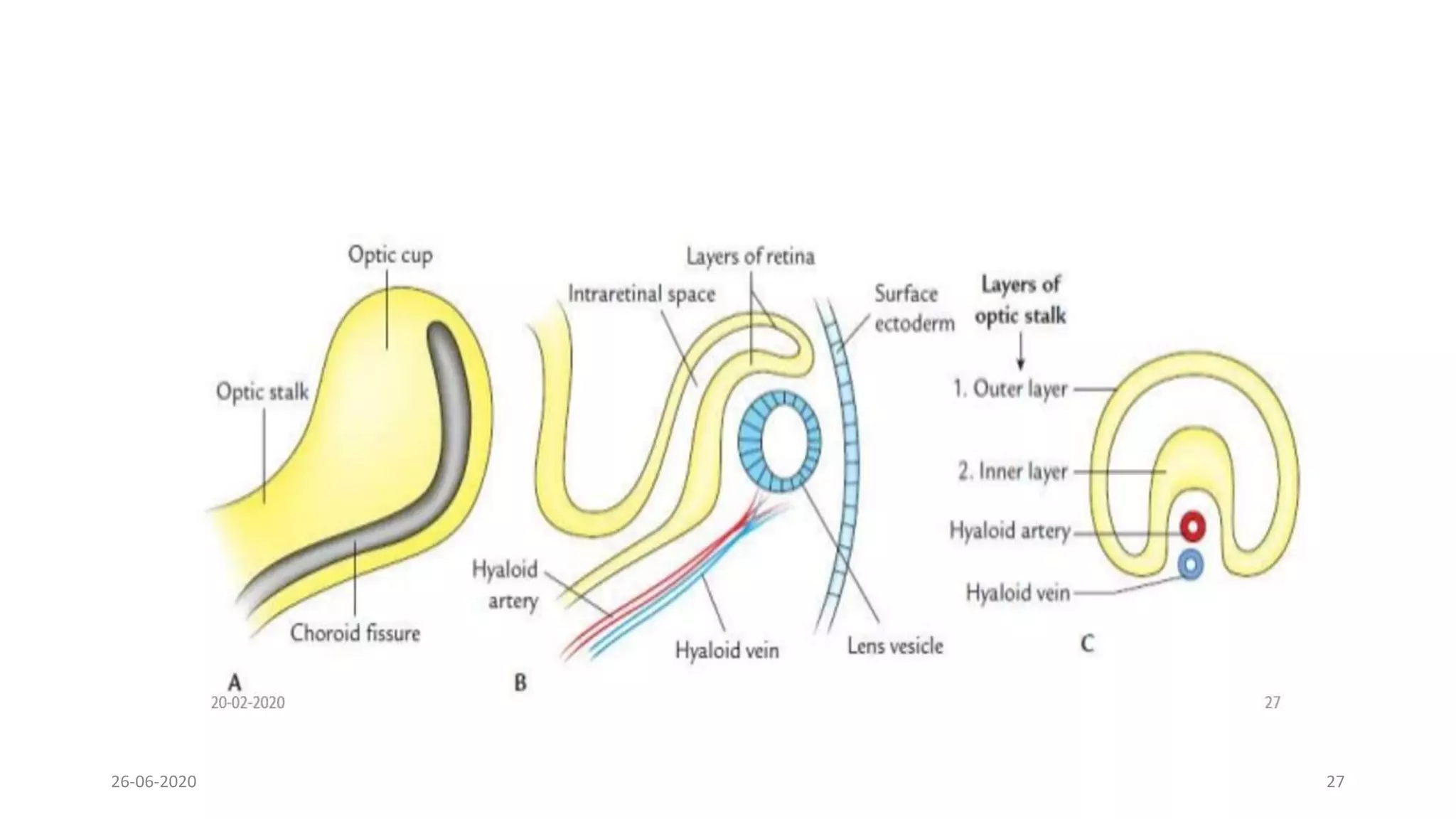 Ocular embryology | PPTX