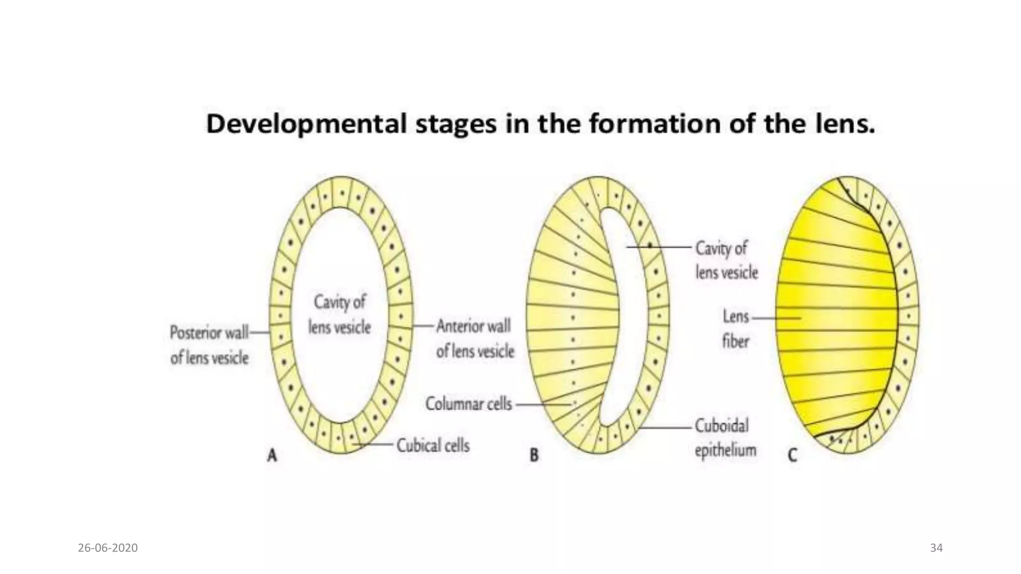 Ocular embryology | PPTX