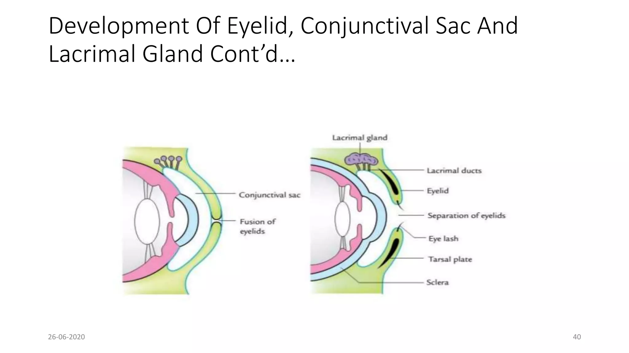Ocular embryology | PPTX