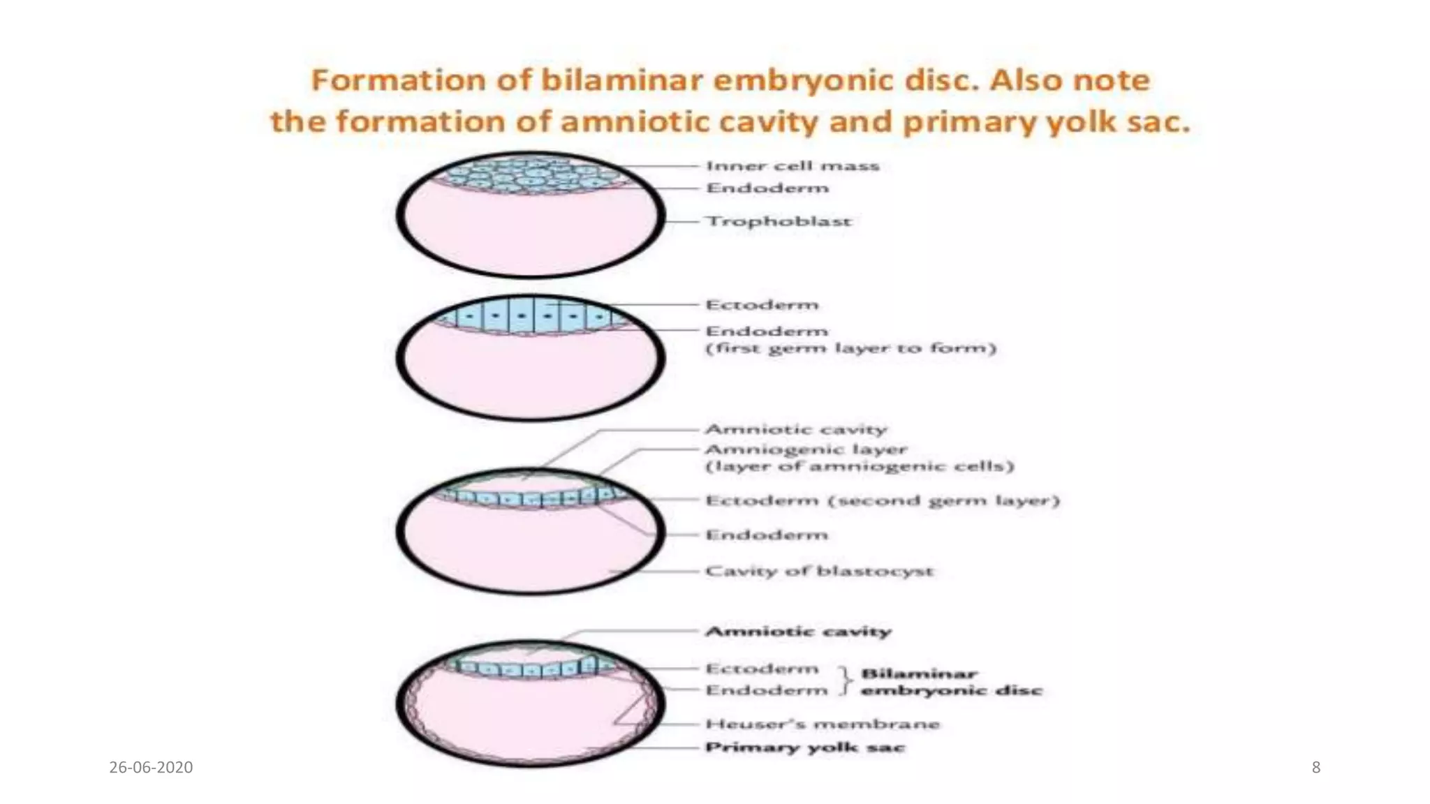 Ocular embryology | PPTX