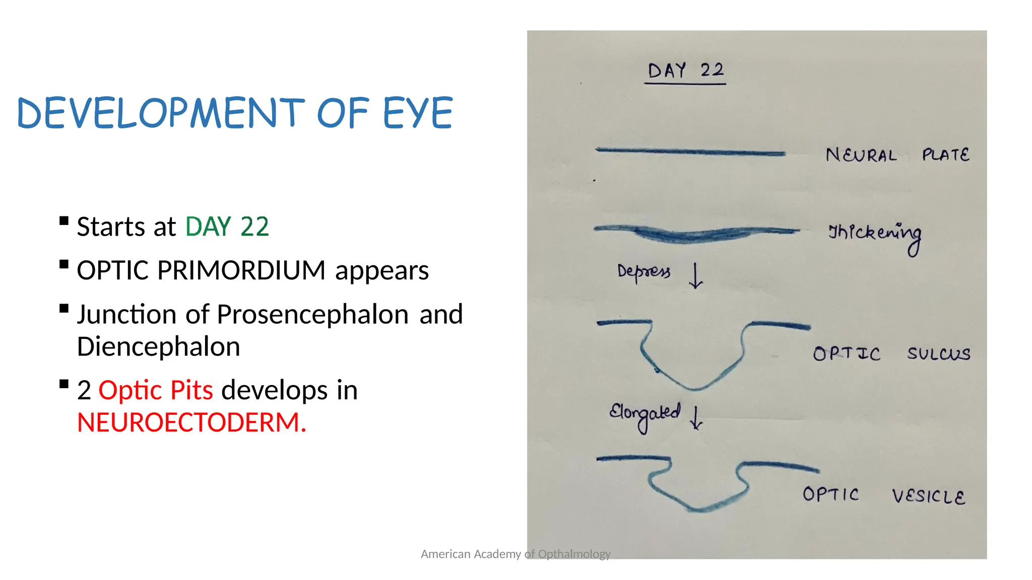 OCULAR EMBRYOLOGY described final 123.pptx